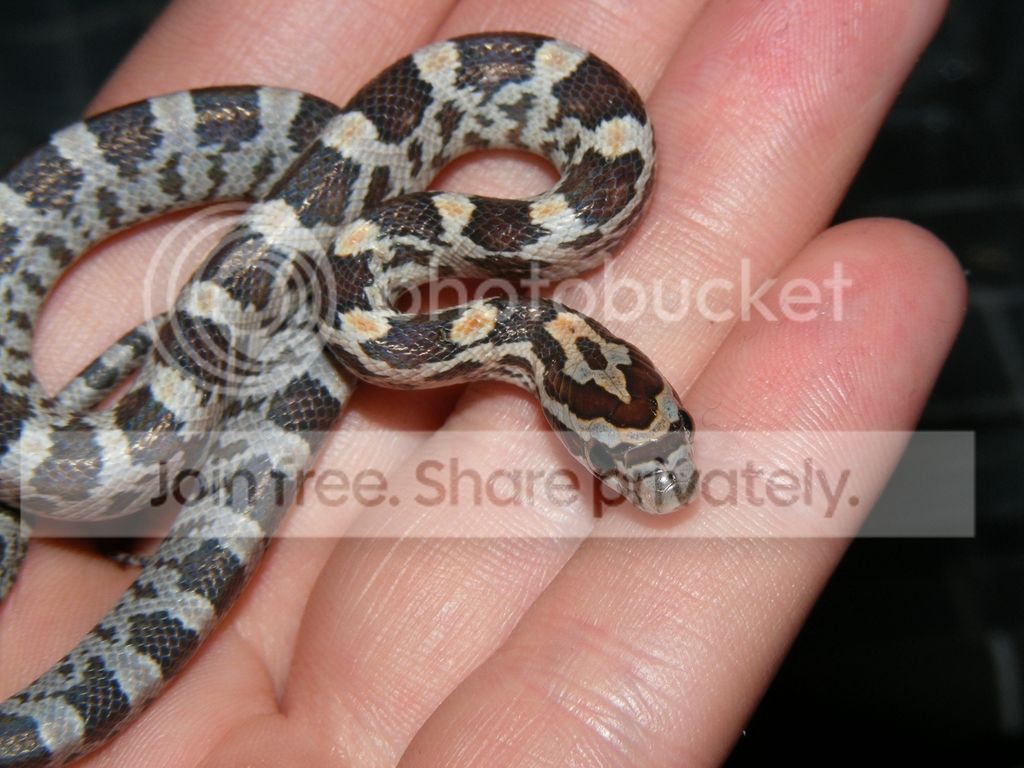 Corn Snake Hatchling Morph Id S Reptile Forums
